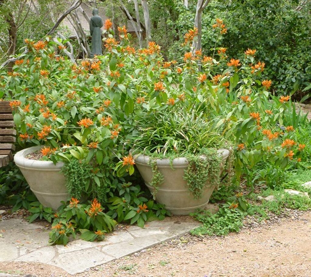 38 Gorgeous Texas Flowering Shrubs That Brighten Any Garden