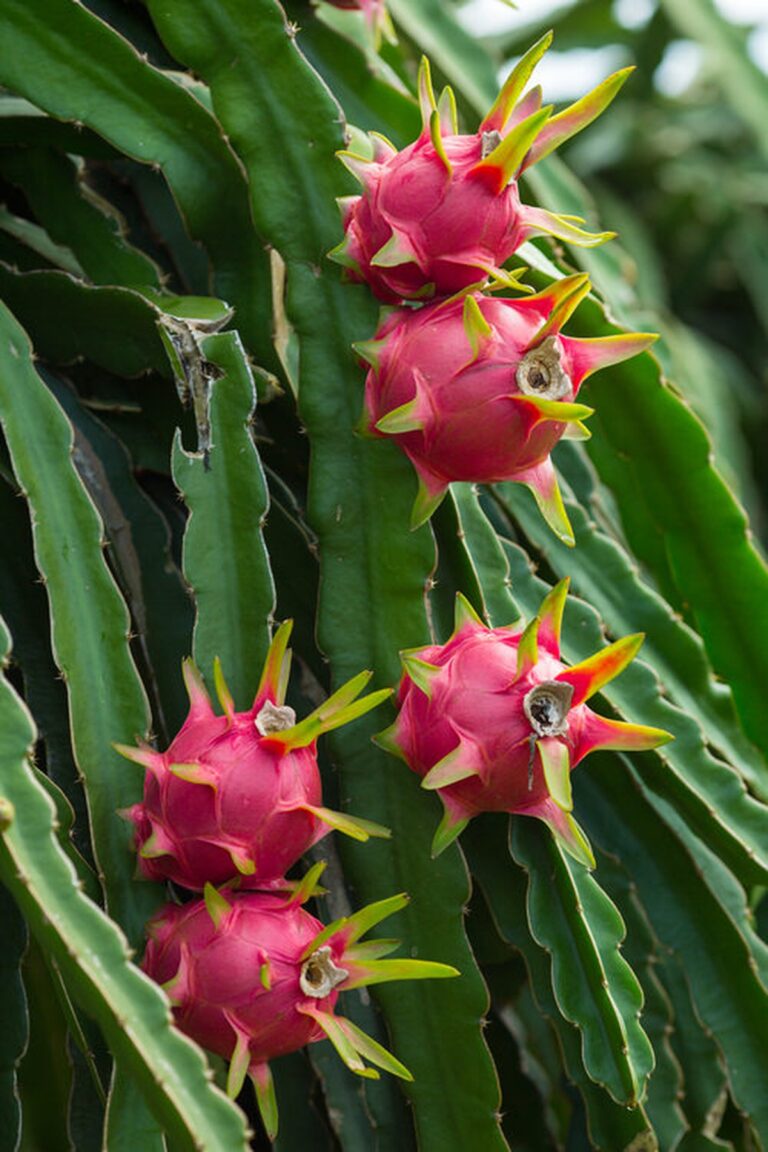 8 Delicious Exotic Fruits that Grow on Cactus Ready to Try