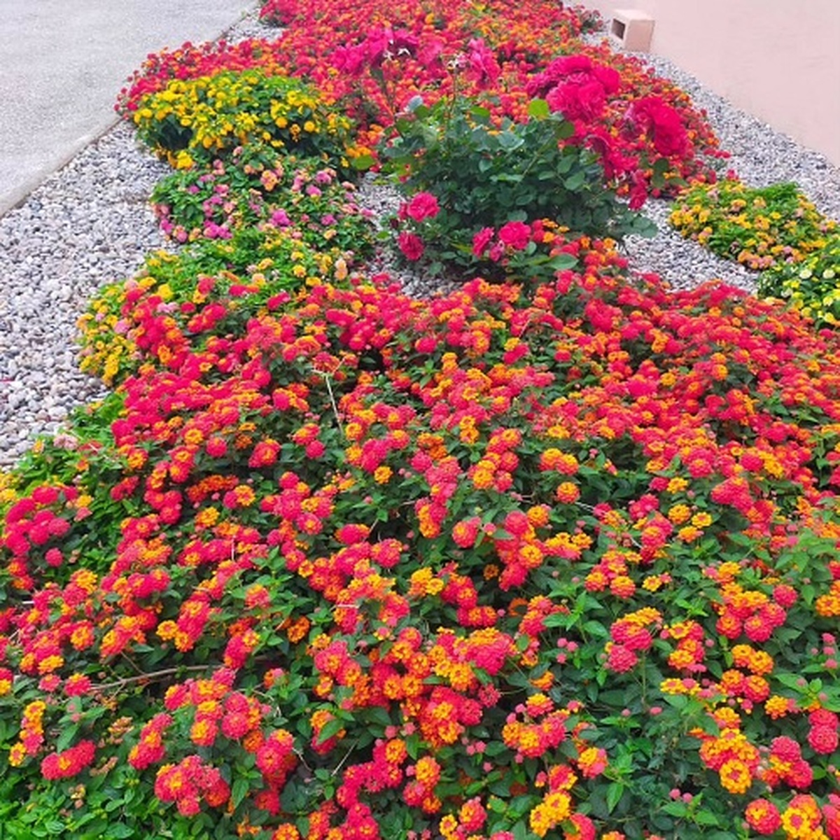 15 Stunning Lantana as Ground Cover Ideas to Transform Your Garden