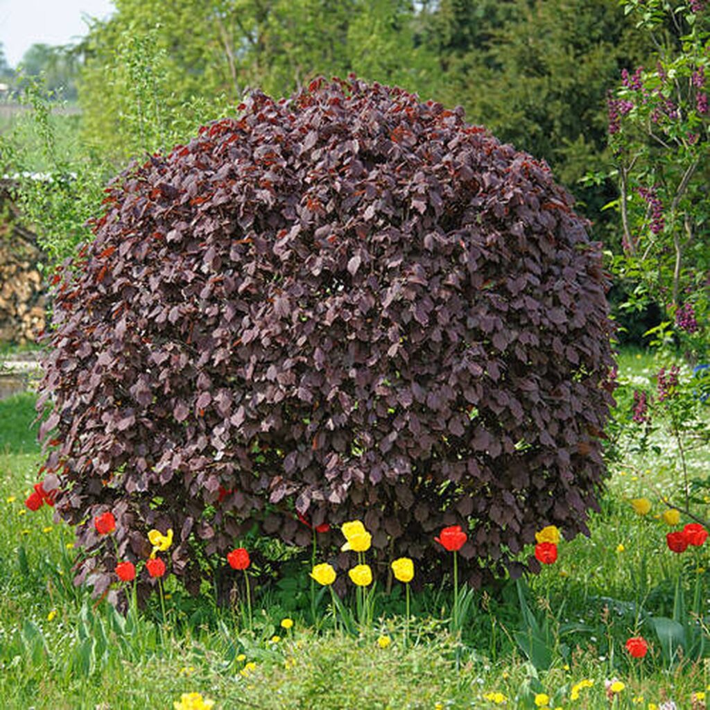 57 Beautiful Outdoor Purple Plants That Brighten Any Garden