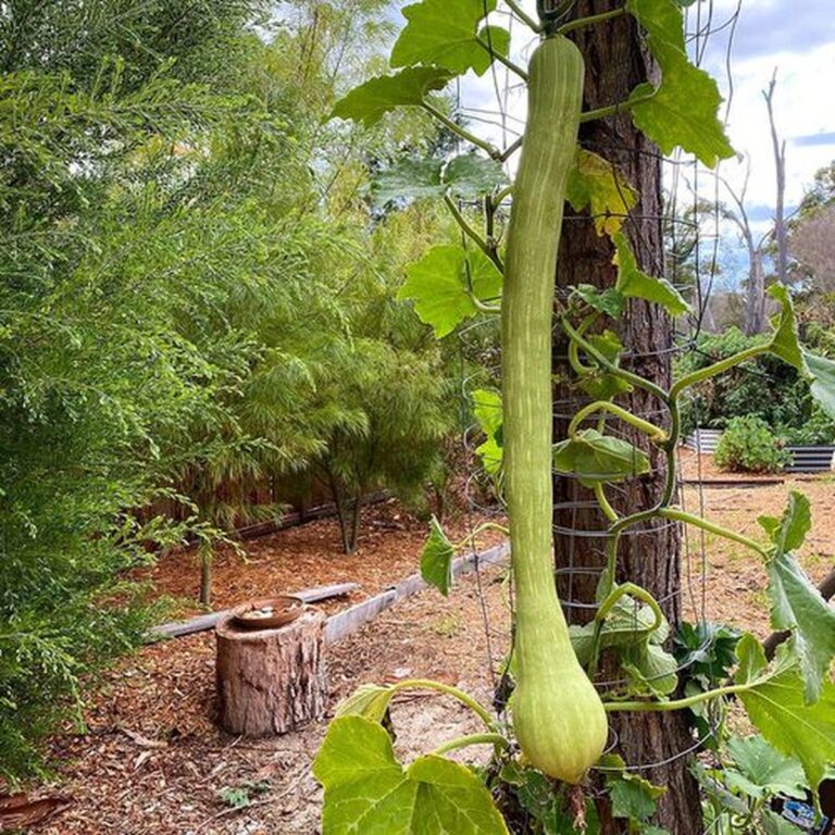 38 Delicious Types of Squash: Best Varieties for Your Garden