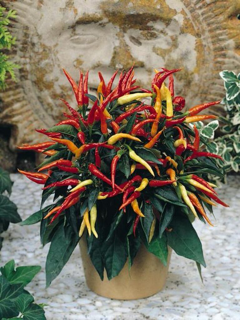 19 Gorgeous Colorful Vegetables to Brighten Your Garden Today