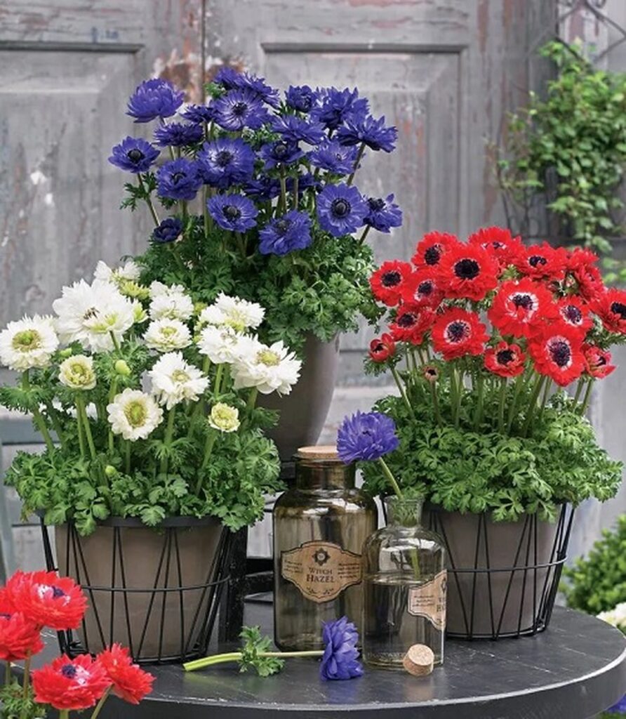 22 Beautiful Greek Flowers to Brighten Your Garden Today
