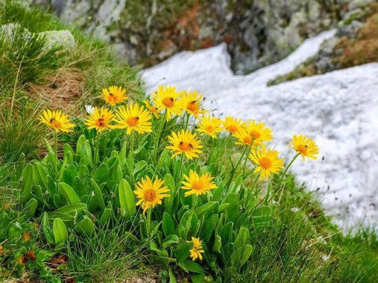 13 Beautiful Russian Flowers That Bloom Across The Land