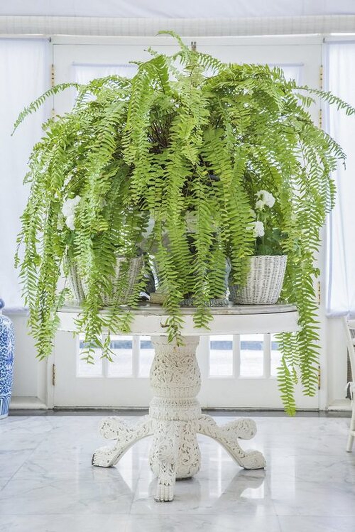 15 Amazing Houseplants That Remove Formaldehyde Naturally