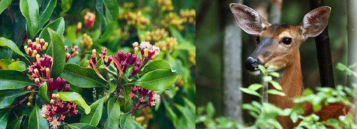 6 Amazing Cloves Uses in the Garden That Actually Work Wonders