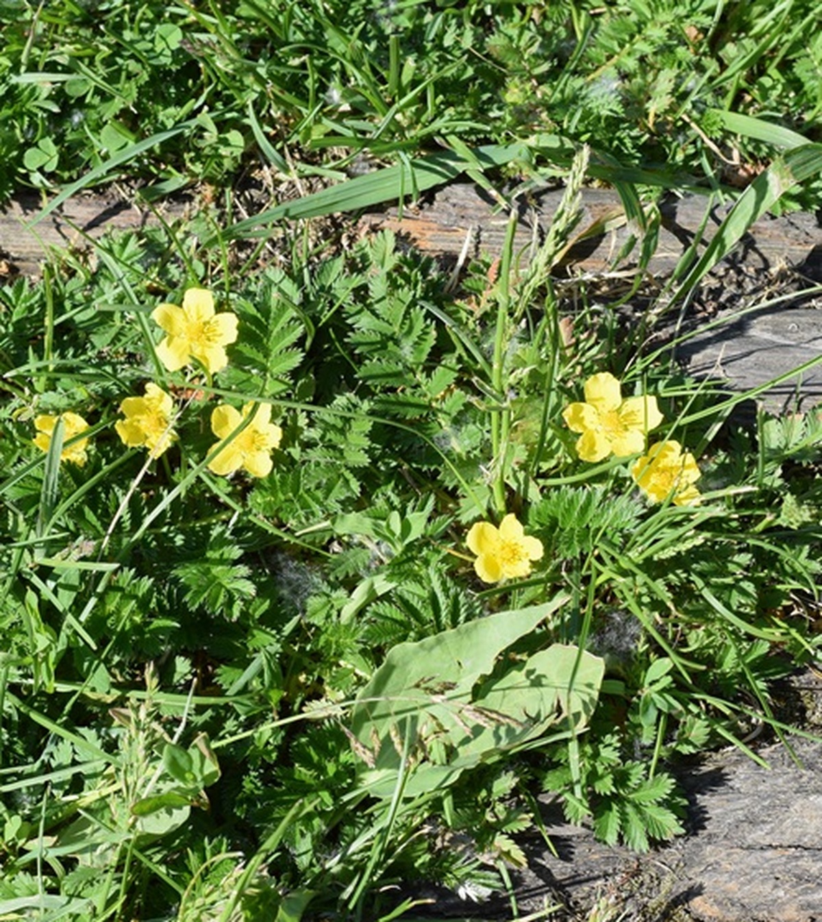11 Cheerful Yellow Flowers With Four Petals to Brighten Your Day