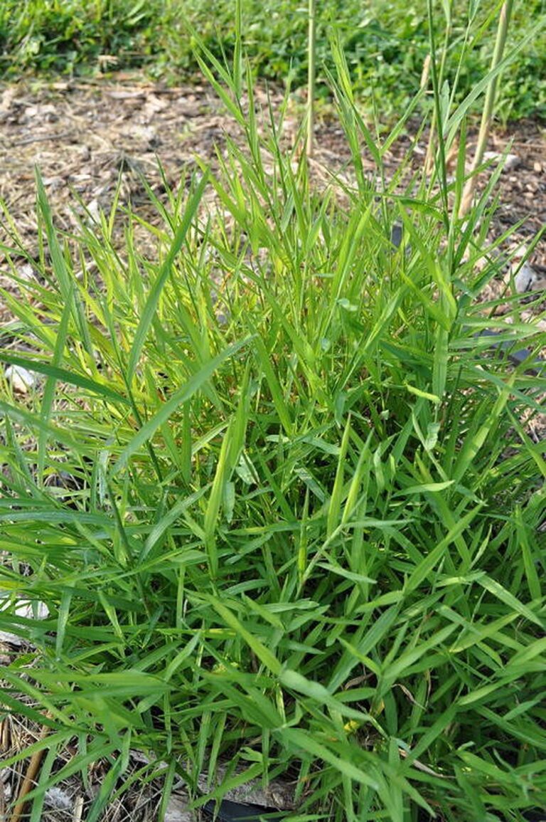 18 Common Weeds That Look Like Wheat—Can You Spot Them?