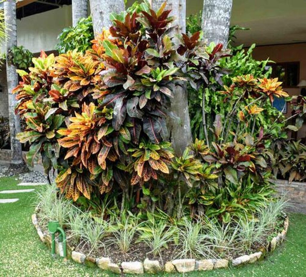 25 Breathtaking Landscaping with Croton Pictures to Inspire