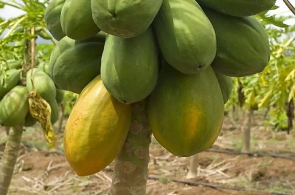 14 Delicious Papaya Varieties: Different Types of Papayas to Try