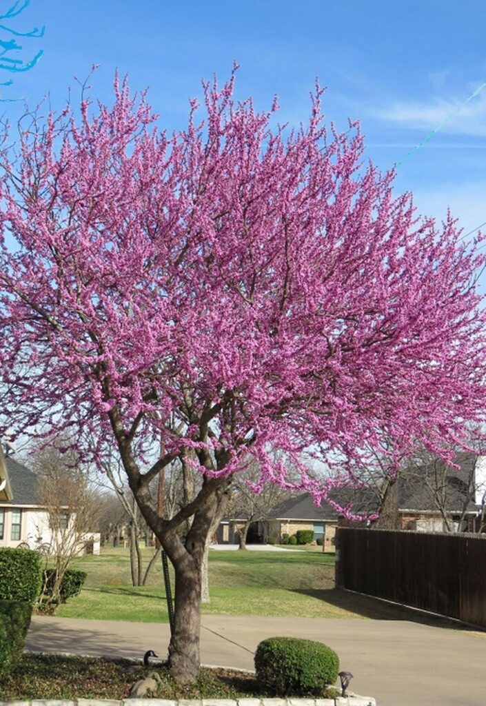 8 Enchanting Trees with Pink Leaves to Brighten Your Garden