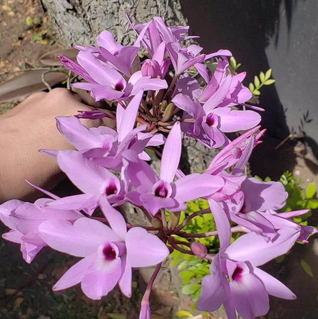 32 Stunning Mexican Flowers for Any Garden