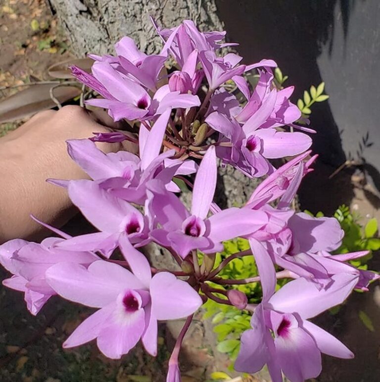 32 Stunning Mexican Flowers for Any Garden