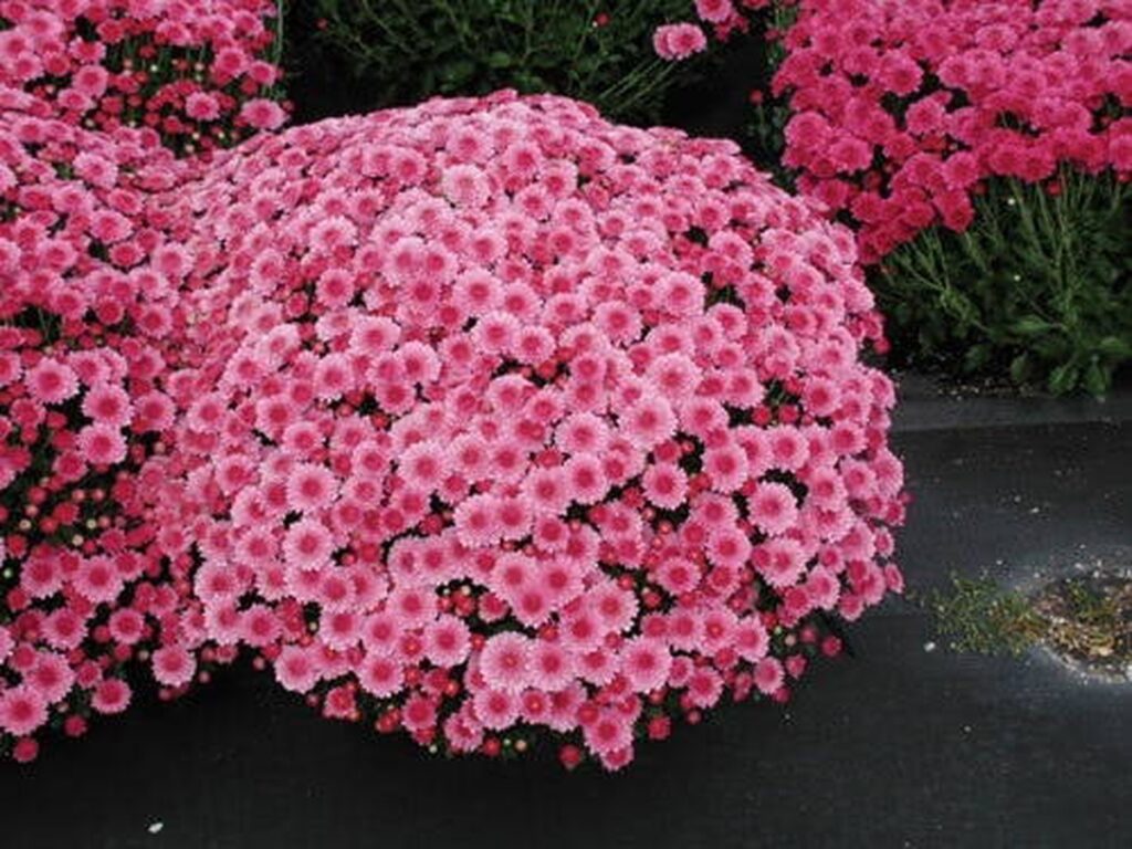 30 Breathtaking Types of Chrysanthemum That Bloom Beautifully