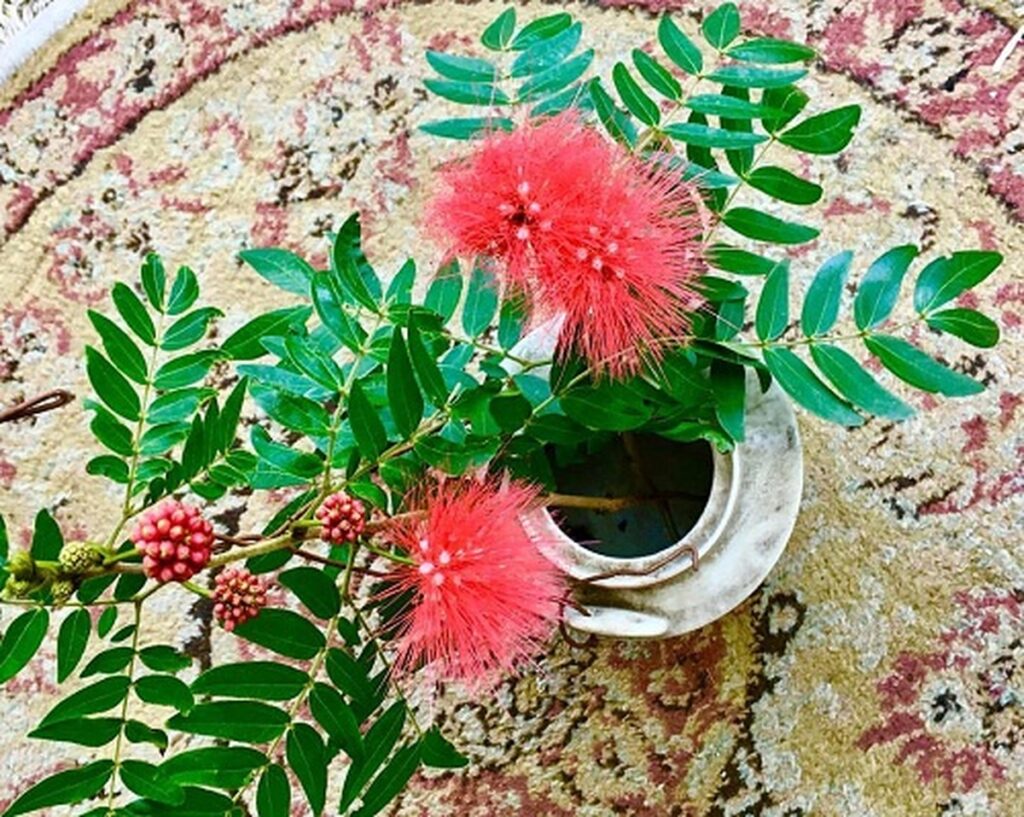 19 Stunning Calliandra Plant Types: Gorgeous Powder Puff Varieties
