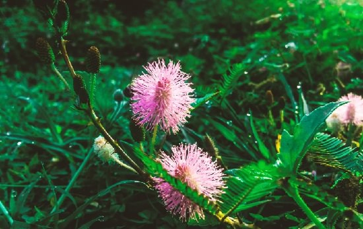 10 Greatest Magical Plants in Mythology