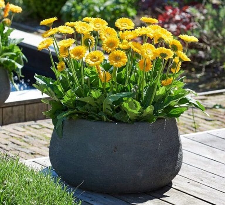 26 Stunning Gold Flowers That Add Luxury To Any Garden