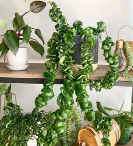 32 Amazing Hoya Plant Ideas to Display Them in Style!