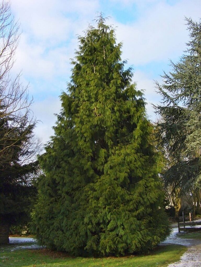 16 Stunning Arborvitae Varieties for Perfect Privacy Screens