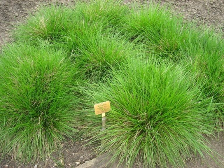 15 Stunning Ornamental Grasses For Shade That Thrive Effortlessly