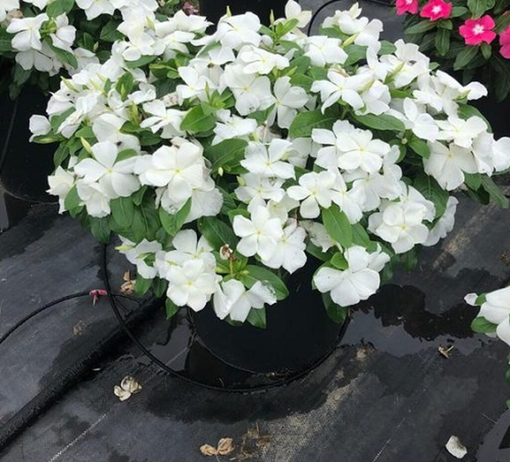 15 Types of Vincas to Brighten Your Garden