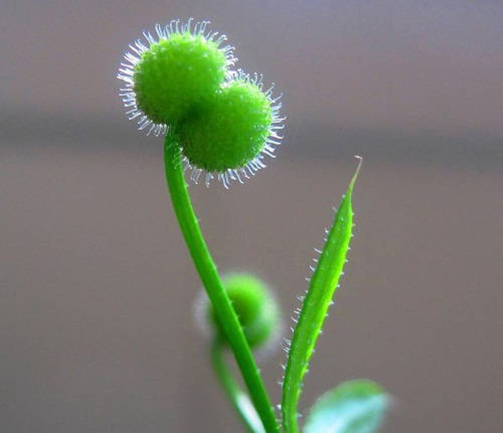 24 Quirky Plants With Bizarre Names That'll Make You Smile