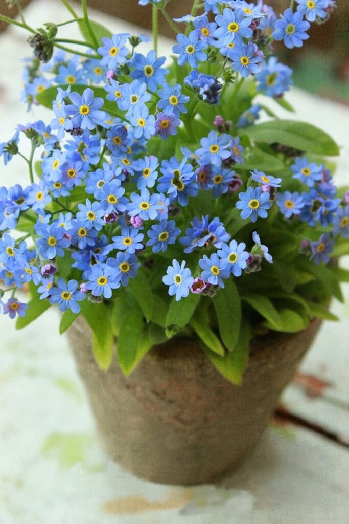 17 Stunning Blue and White Flowers for a Dreamy Garden