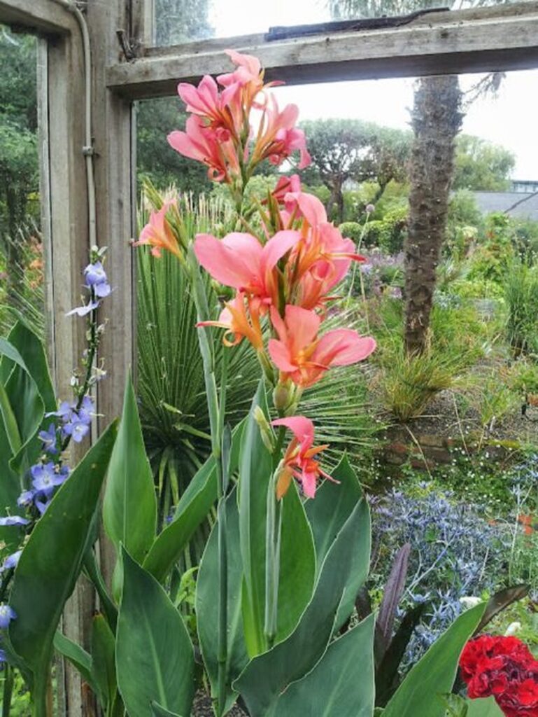 30 Stunning Types of Canna Lily Varieties for Garden Paradise