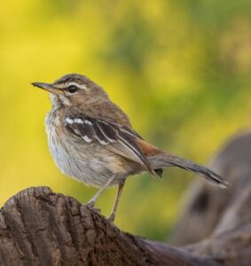 30 Striking Birds with White Stripes on Wings - Nature's Wonders!