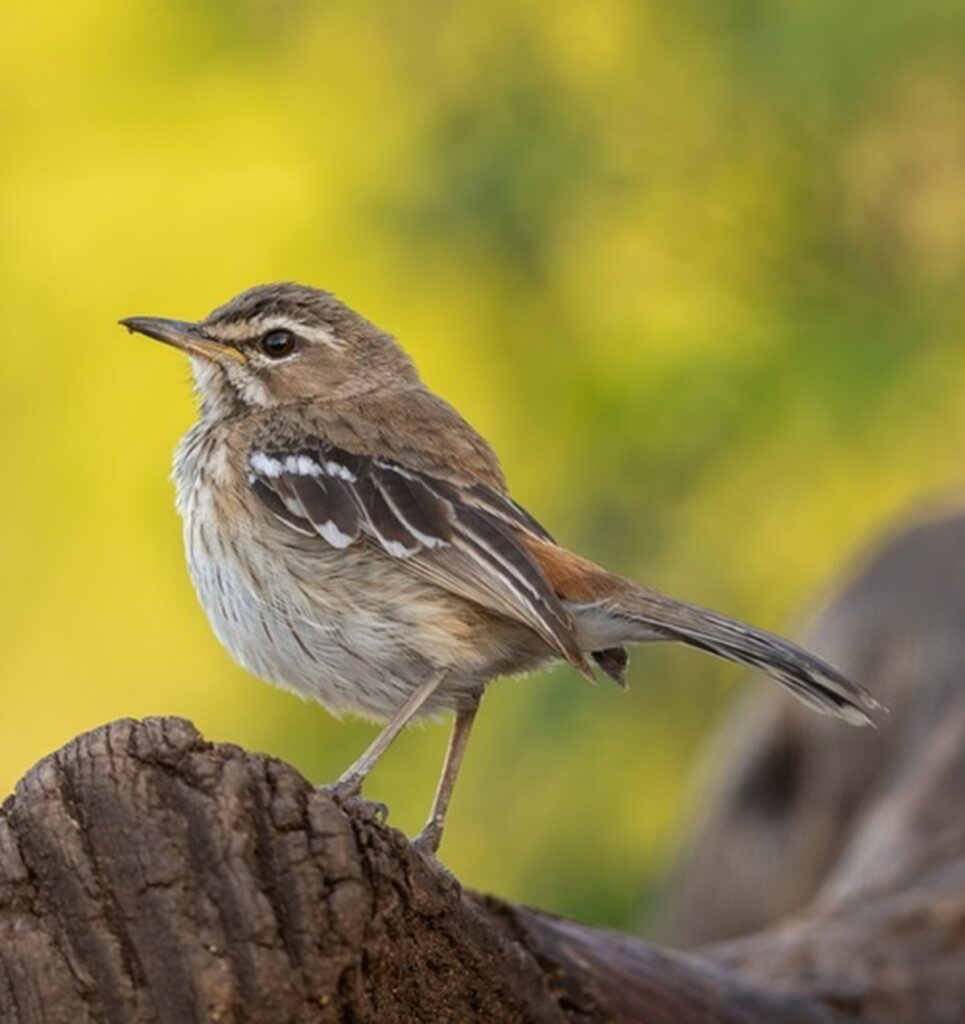 30 Striking Birds with White Stripes on Wings - Nature's Wonders!