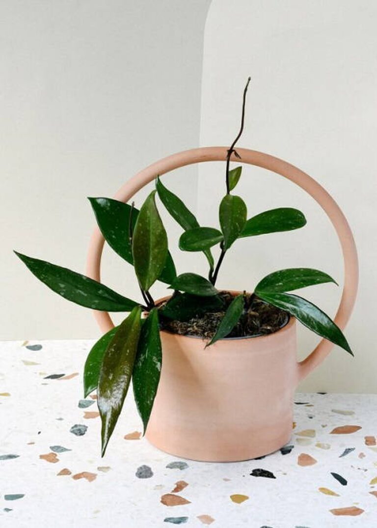 32 Amazing Hoya Plant Ideas to Display Them in Style!