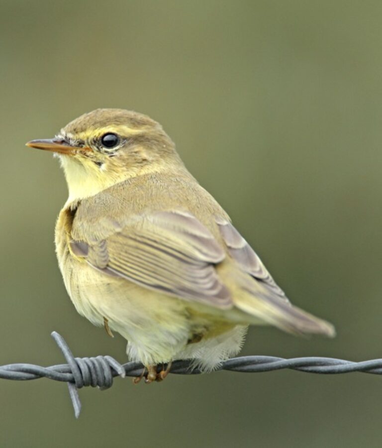 30 Striking Birds with White Stripes on Wings - Nature's Wonders!