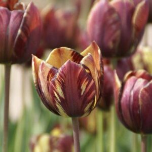 21 Gorgeous Brown Flowers to Brighten Your Garden Today