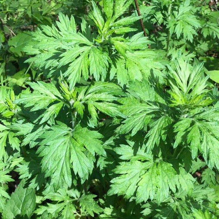 14 Amazing Smokable Plants That Aren't Weed or Tobacco