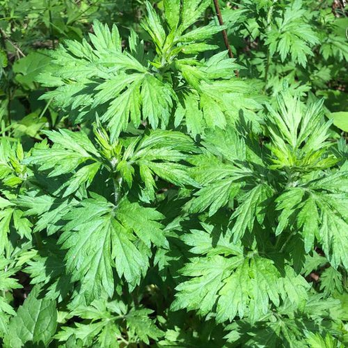 14 Amazing Smokable Plants That Aren't Weed or Tobacco