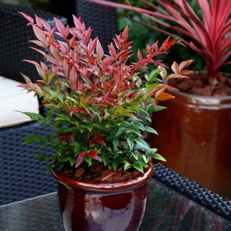 15 Stunning Types of Nandina Varieties to Brighten Your Garden