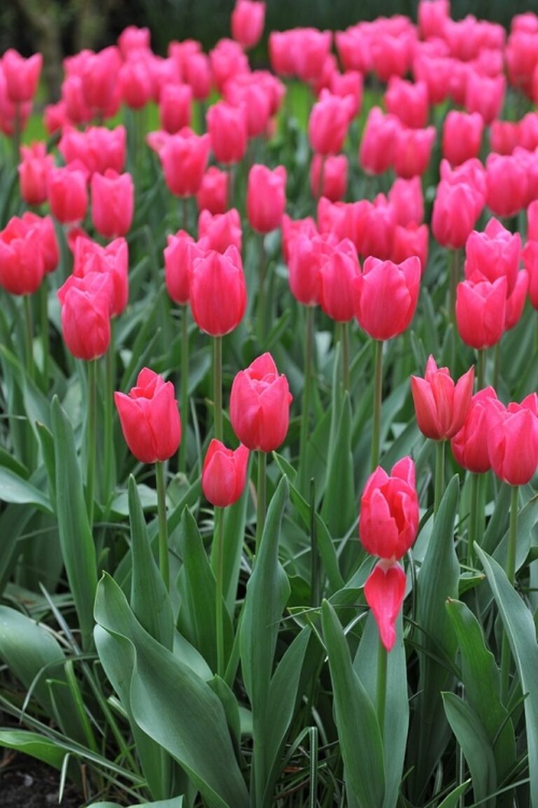 27 Beautiful Pink Tulip Types with Meanings