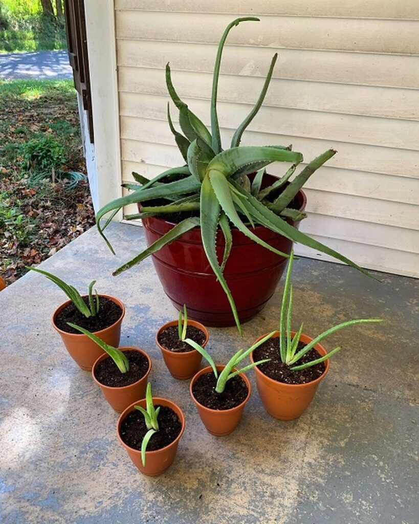 27 Stunning Aloe Vera Plant Display Ideas Indoors for Your Home