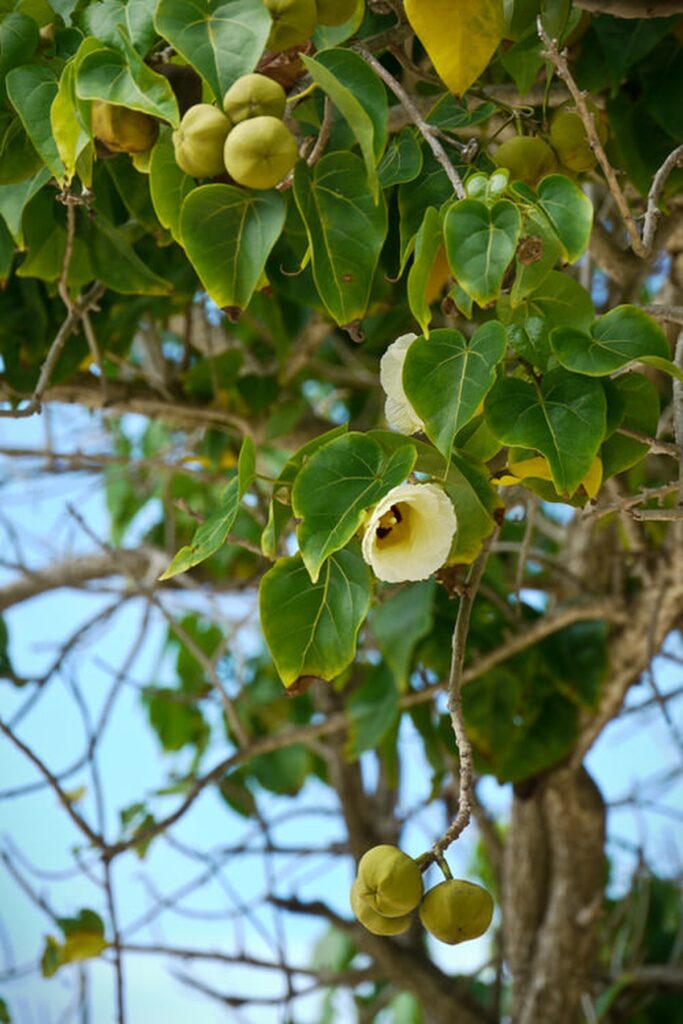 20 Terrifying Deadly Plants That Can Kill Even Humans