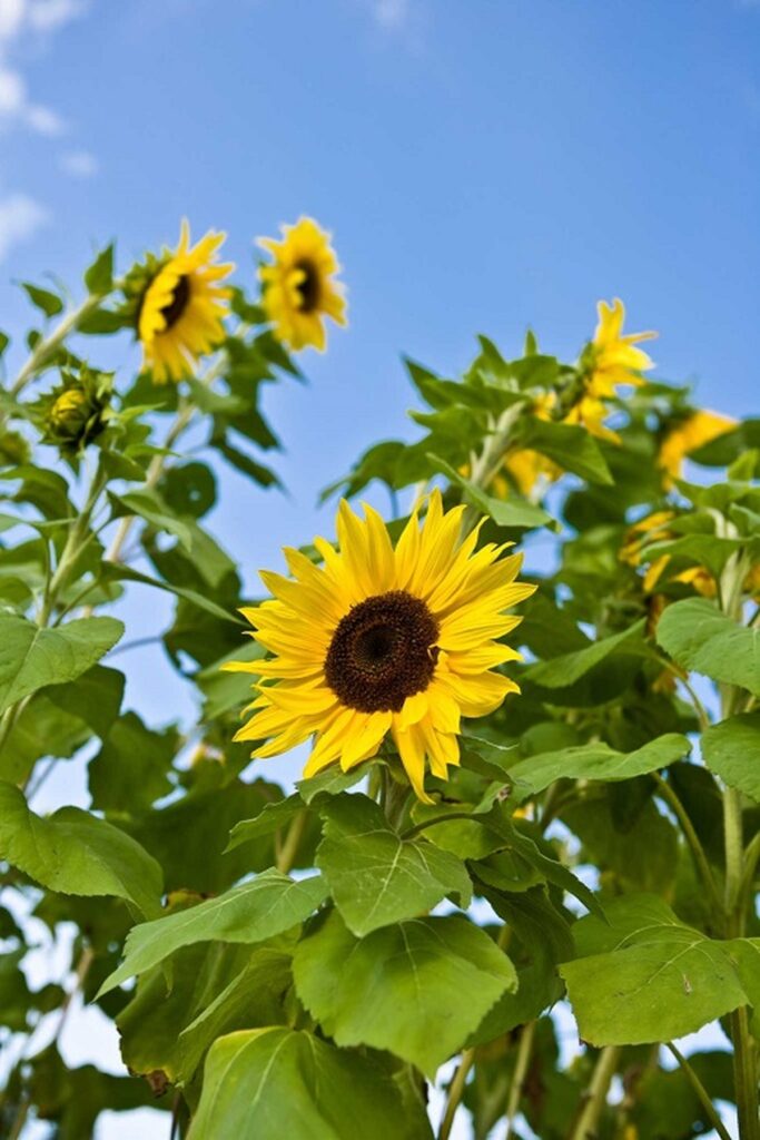 15 Stunning Giant Sunflower Varieties for Your Dream Garden