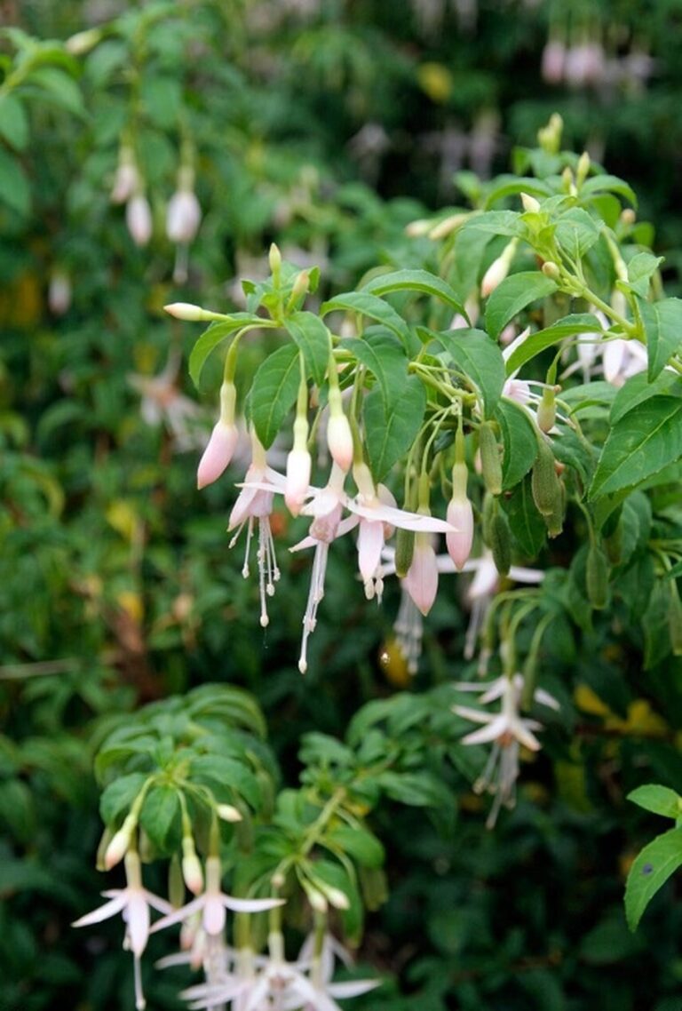 15 Enchanting Flowers with White Bells That Charm Gardens