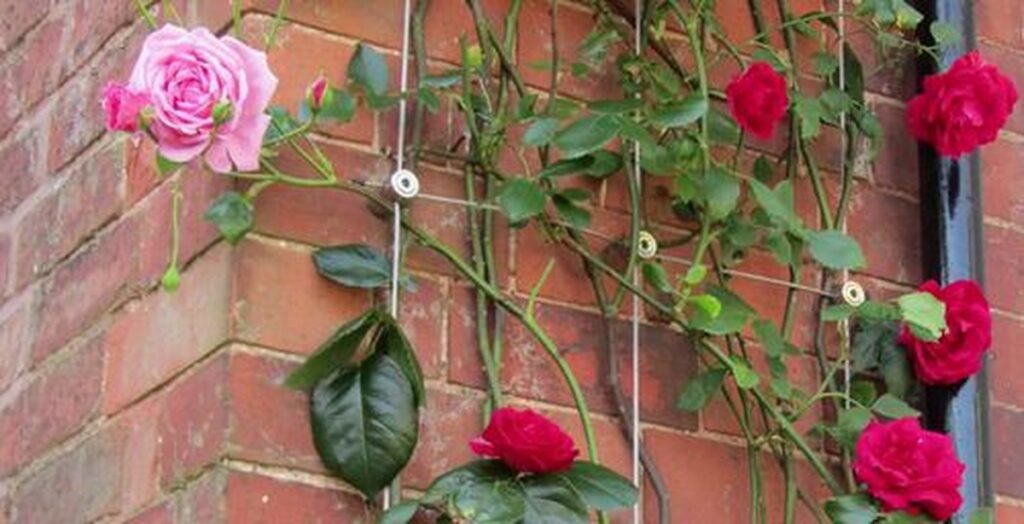 26 Beautiful DIY Rose Trellis Ideas for Your Garden