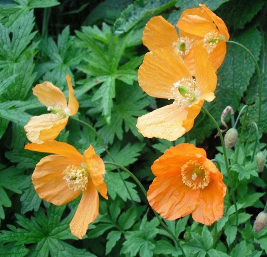 13 Stunning Flowers That Look Like Poppies - Nature's Lookalikes