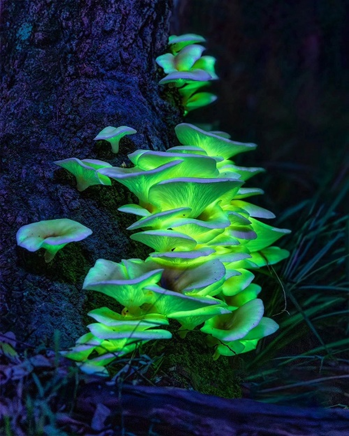 11 Enchanting Glow in the Dark Mushrooms That Light Up Night