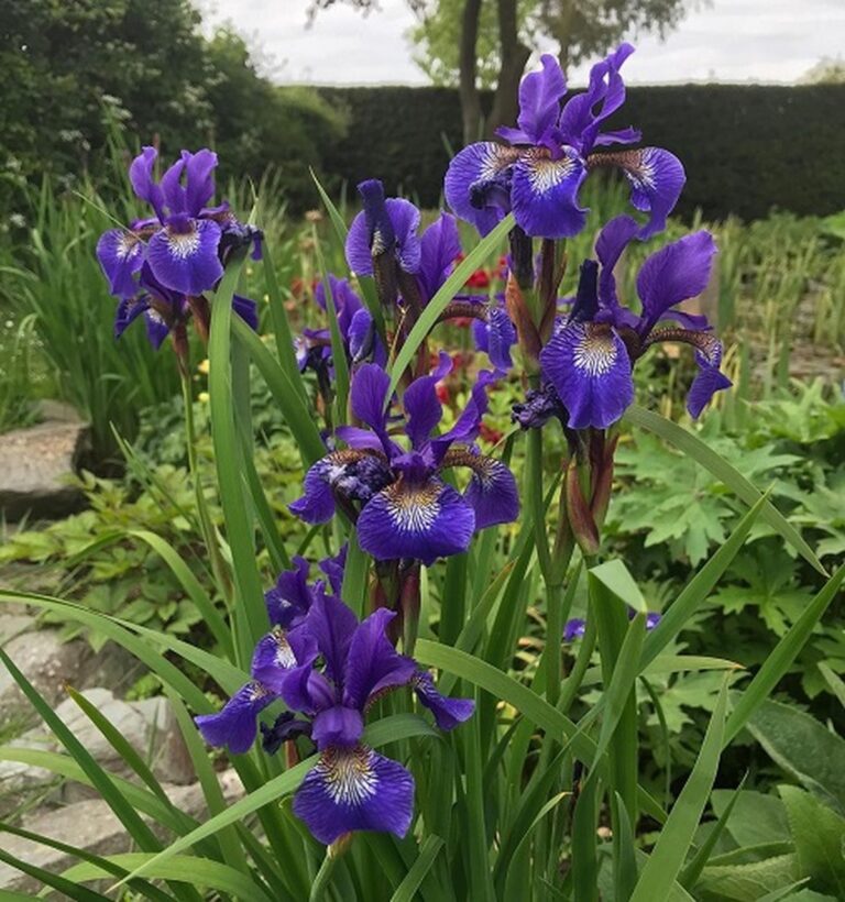 16 Stunning Dark Blue Flowers to Enchant Your Garden