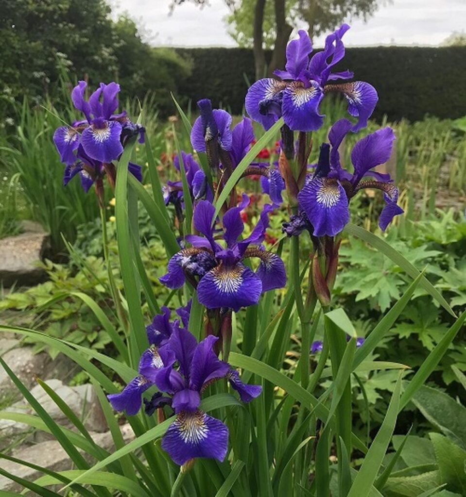 16 Stunning Dark Blue Flowers to Enchant Your Garden