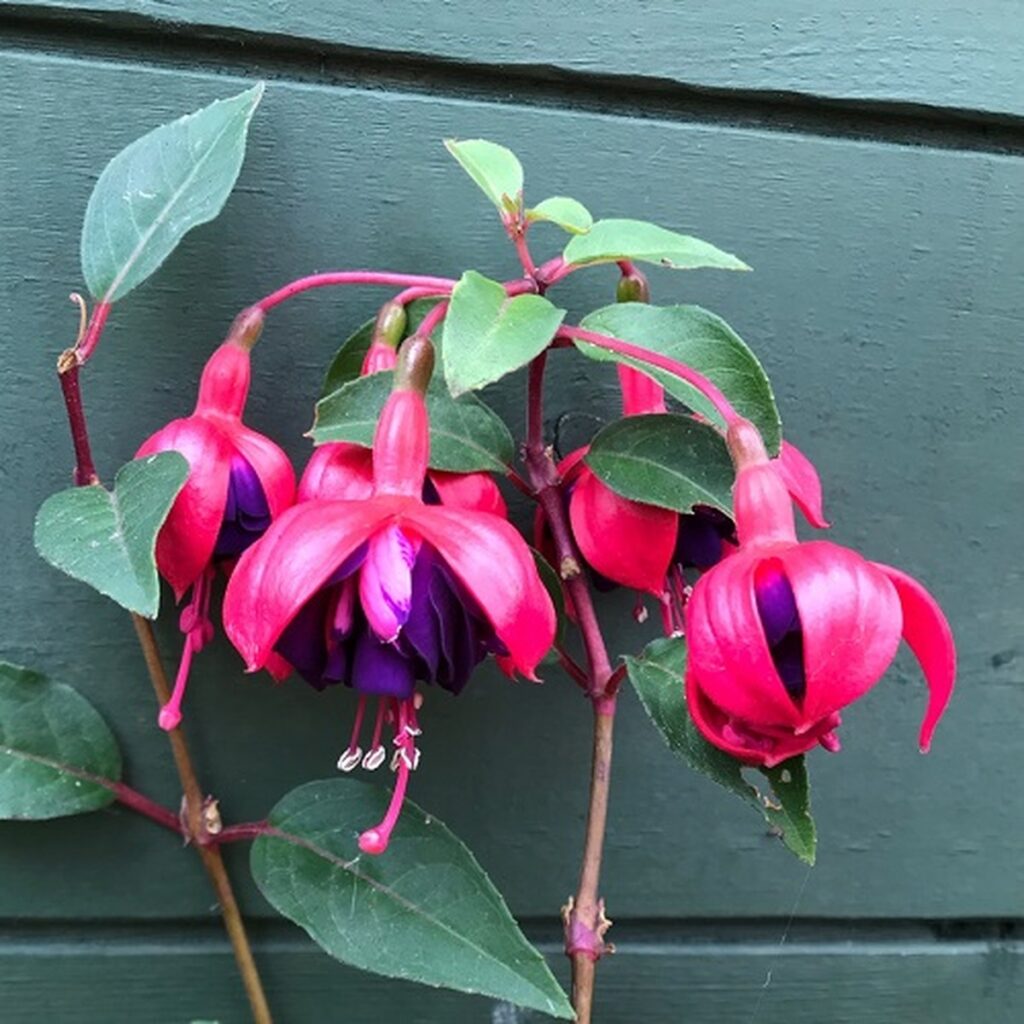 16 Gorgeous Fuchsia Variety Colors That Gardeners Adore