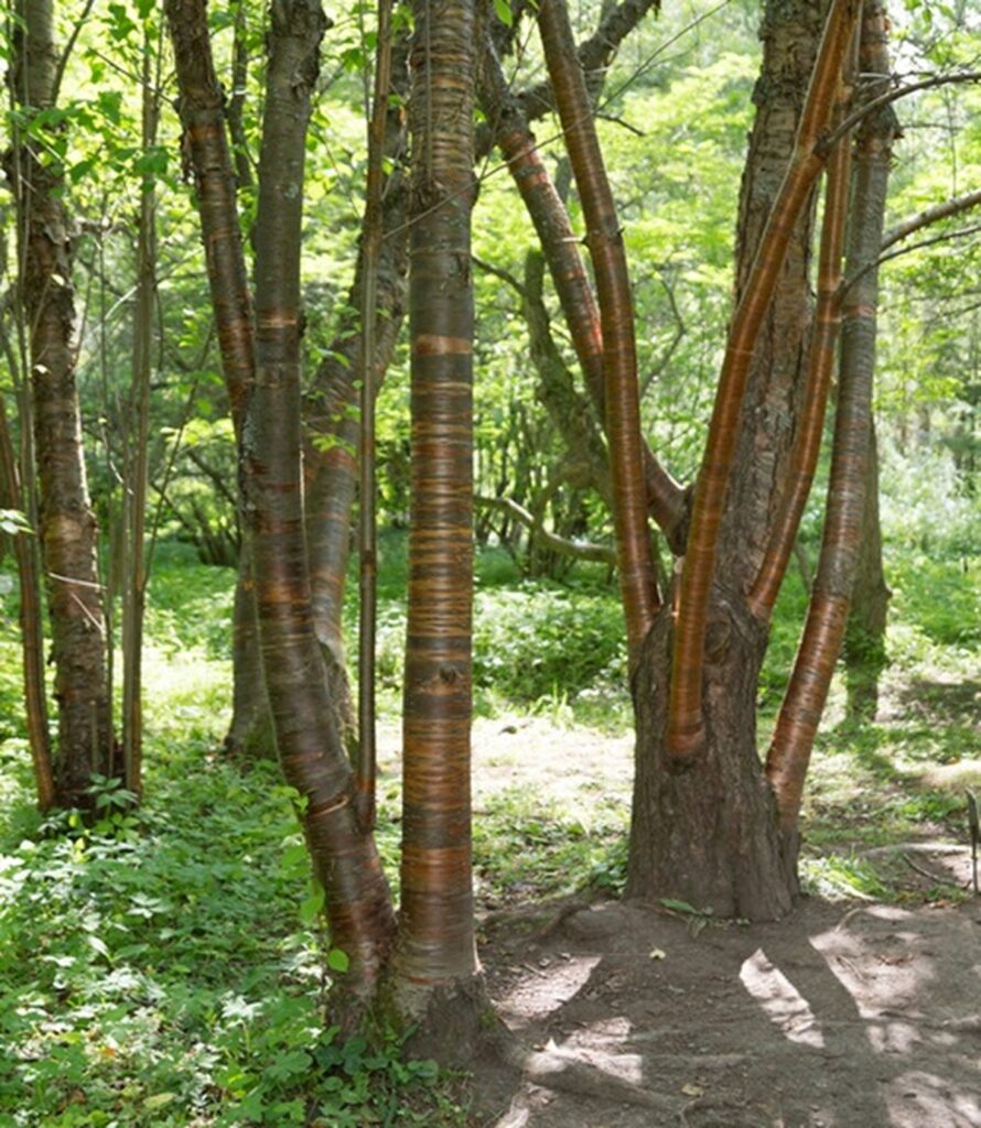 25 Enchanting Trees With Smooth Gray Bark That Stun Year-Round
