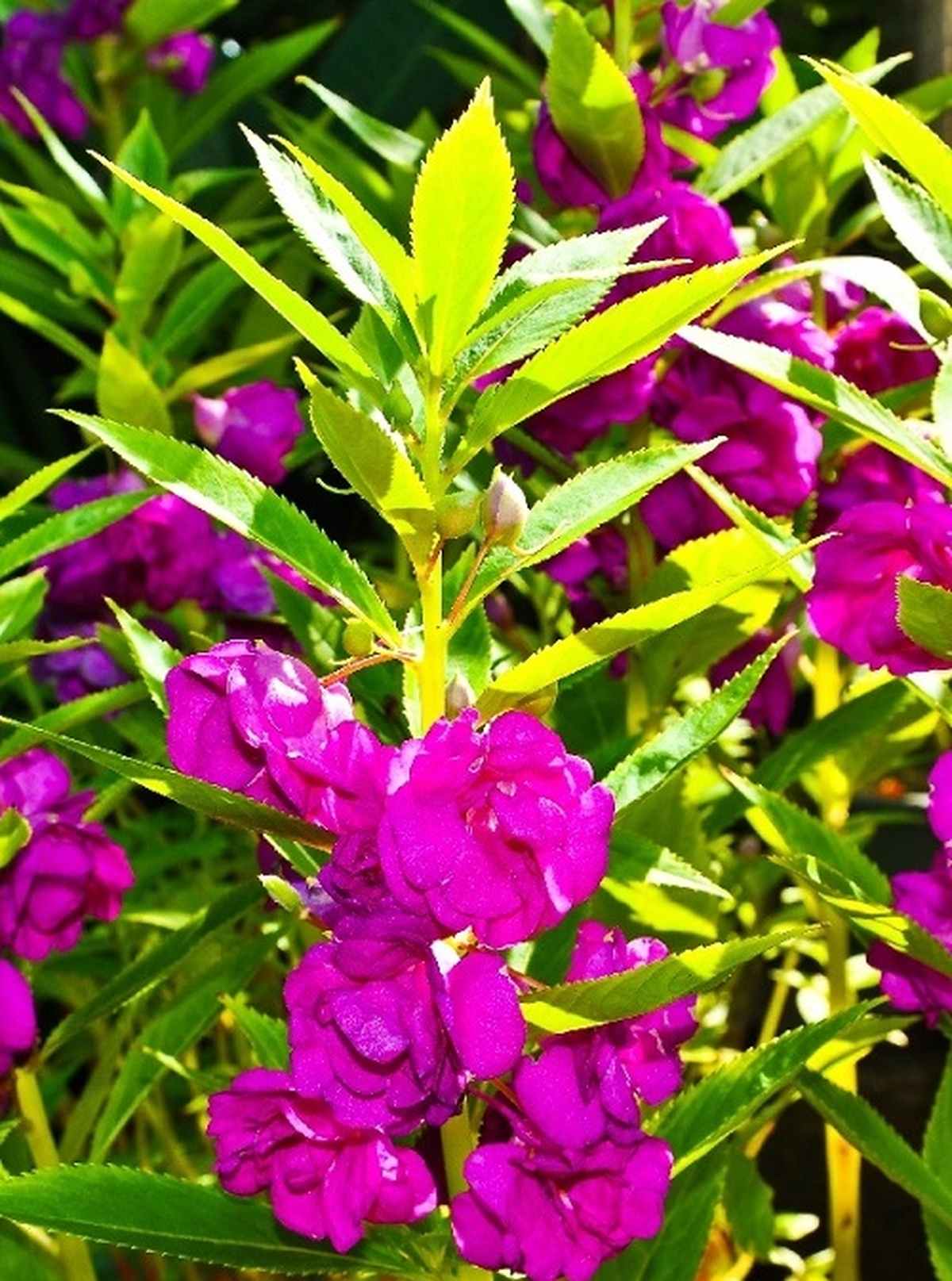 9 Delightful Flowers With Seed Pods That Pop - Nature's Surprise