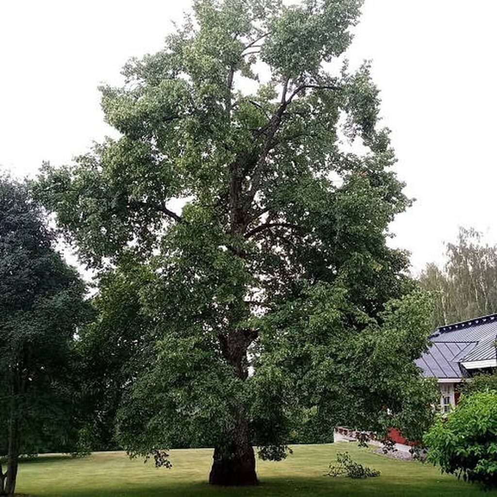 21 Beautiful Types of Elm Trees: Your Simple Identification Guide